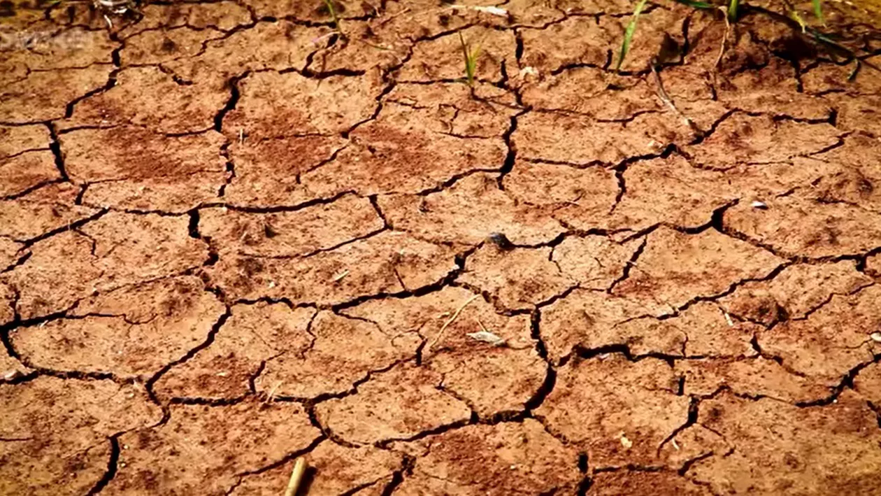 Seceta puternică se menţine în cultura de porumb neirigat, îndeosebi în ...