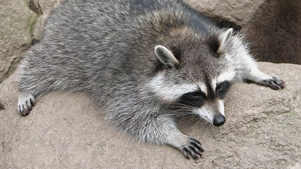 Un raton cu o pipă în gură a ajutat polițiștii să prindă o femeie care ...