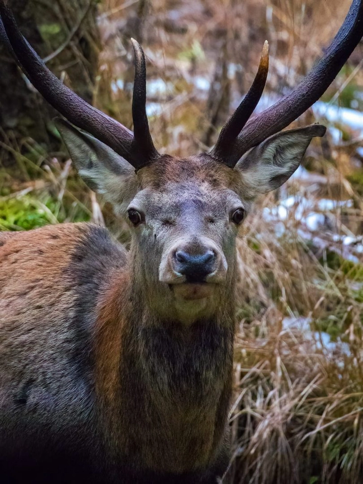 Imagini spectaculoase cu cerbi care au ieșit la plimbare în Cârlibaba ...